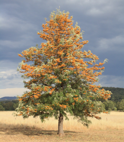 Grevillea - Che albero è | Treedom